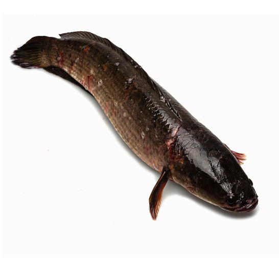 neck fish Price Per kg — Shopping-D Service Platform